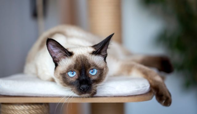 Endocardiose em cães: o que é e como tratar o paciente