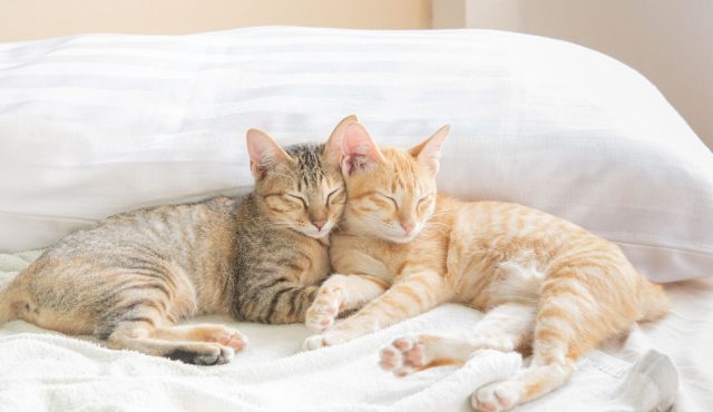 Endocardiose em cães: o que é e como tratar o paciente