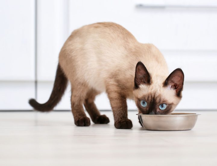 Conheça os tipos de urólitos mais comuns em cães e gatos