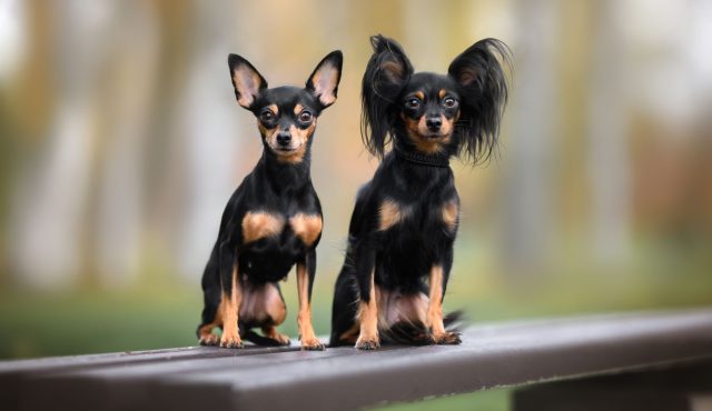 Fenda palatina em cães e gatos: saiba diagnosticar e tratar