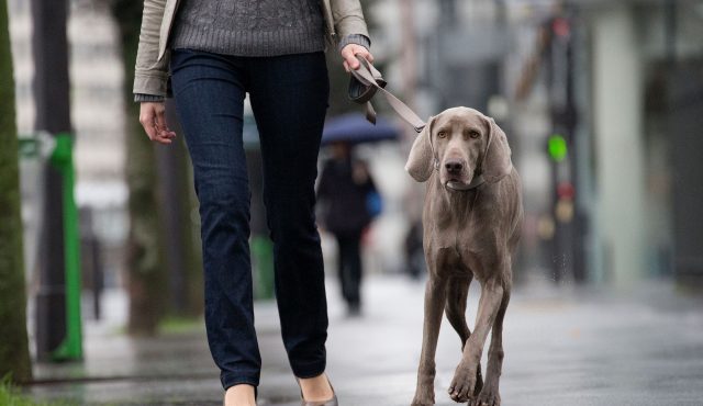 Melena e hematoquezia: como identificar a presença de sangue nas fezes ...