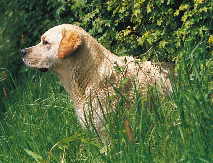 Principais tipos de diarreia em cães e seus mecanismos