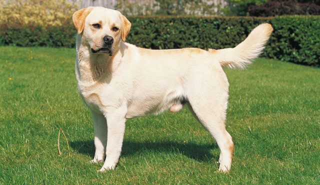 Pioderma Canina - Portal Vet | Royal Canin