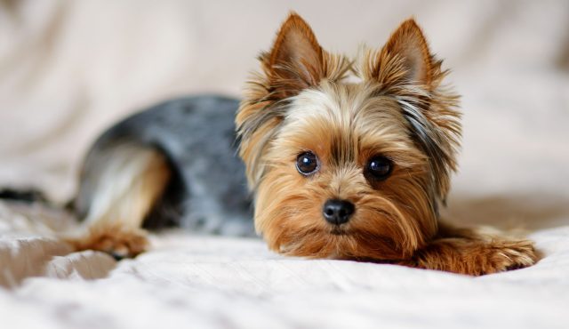 Dermatite atópica canina: um desafio na clínica veterinária