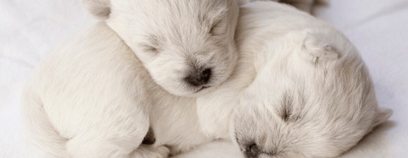 Fenda palatina em cães e gatos: saiba diagnosticar e tratar