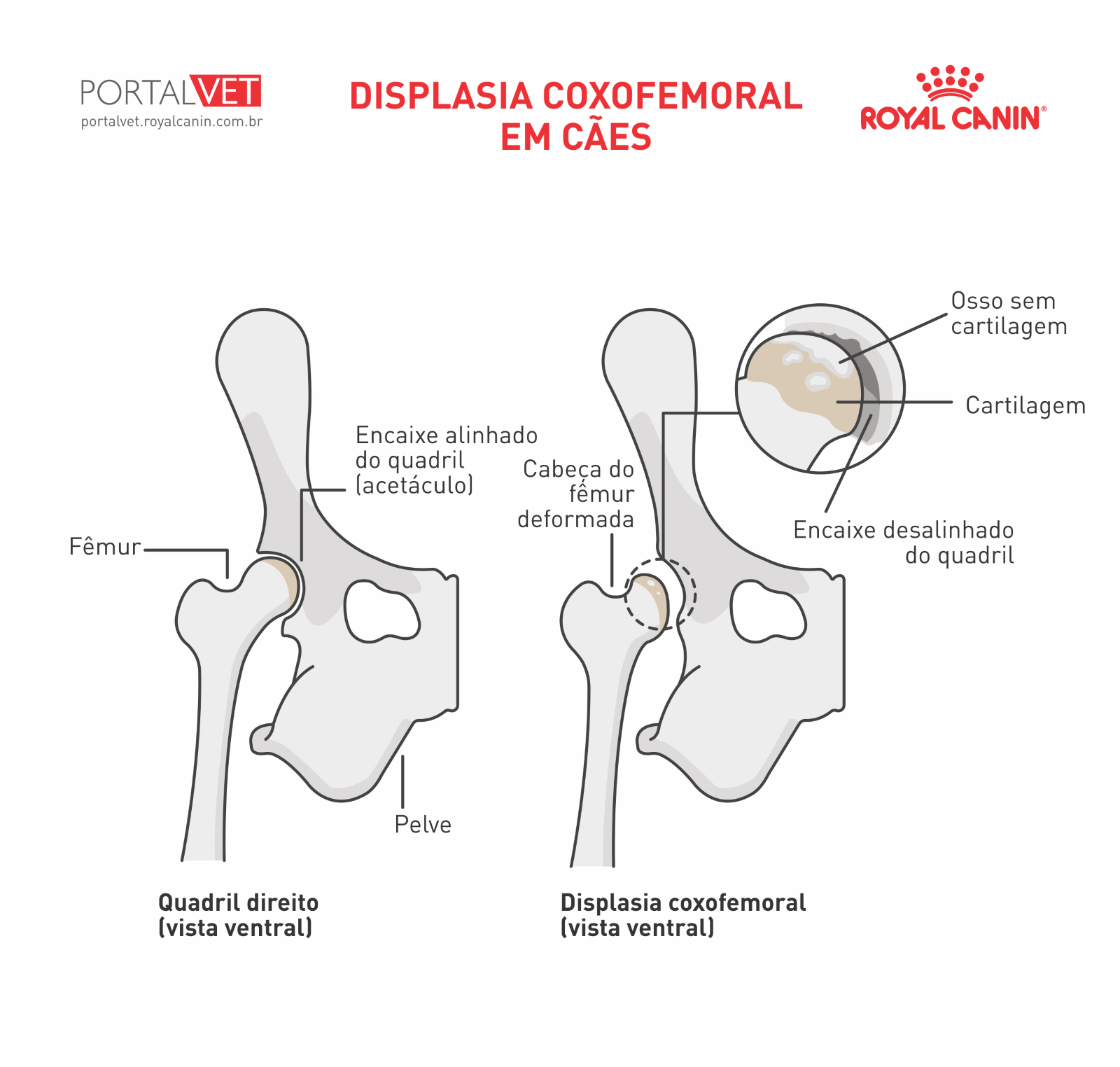 Displasia coxofemoral em cães: saiba tudo sobre a alteração