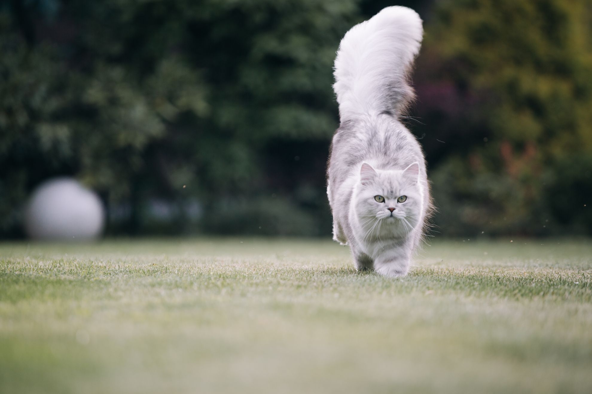 British Shorthair: veja as principais características da raça felina!