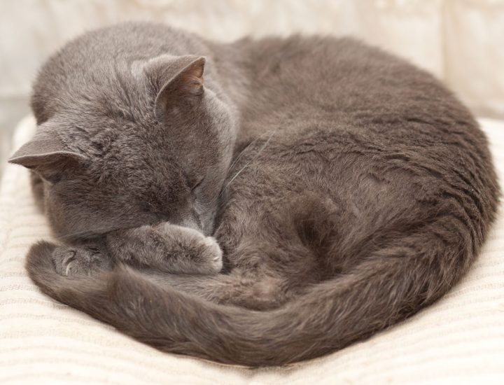 Geriatria Felina: influencia do manejo e outros fatores na saúde do ...