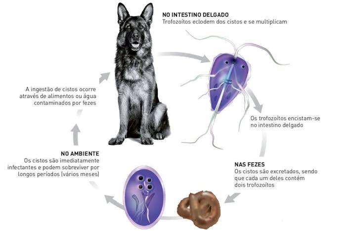Que Es La Giardiasis Canina Giardia Quais Os Sintomas La Giardia En