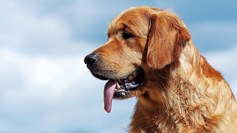 Piodermite em cães: o que é e qual a relação com a raça?