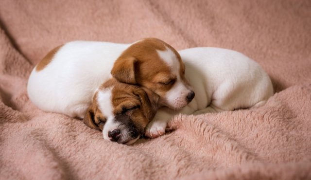 Piodermite em cães: o que é e qual a relação com a raça?