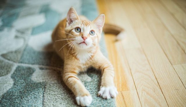 Megaesôfago em cães e gatos: como diagnosticar e tratar