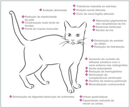 Geriatria Felina: influencia do manejo e outros fatores na saúde do ...