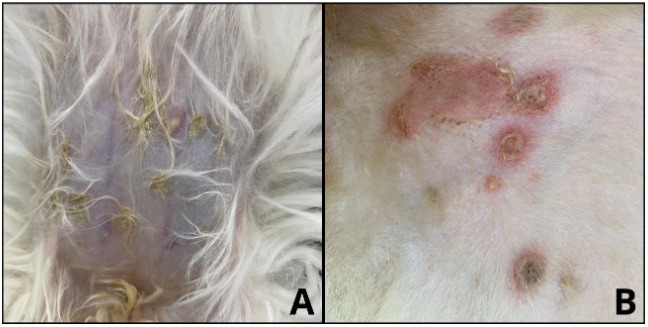 Piodermite em cães: o que é e qual a relação com a raça?