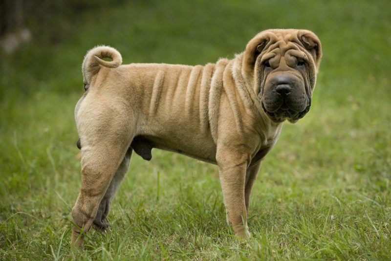 Piodermite em cães: o que é e qual a relação com a raça?