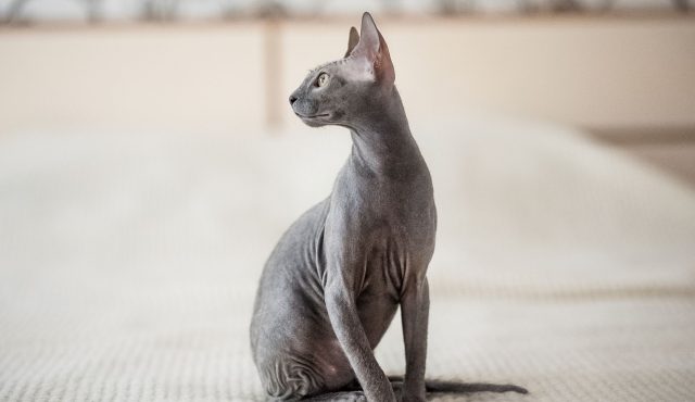 Fenda palatina em cães e gatos: saiba diagnosticar e tratar