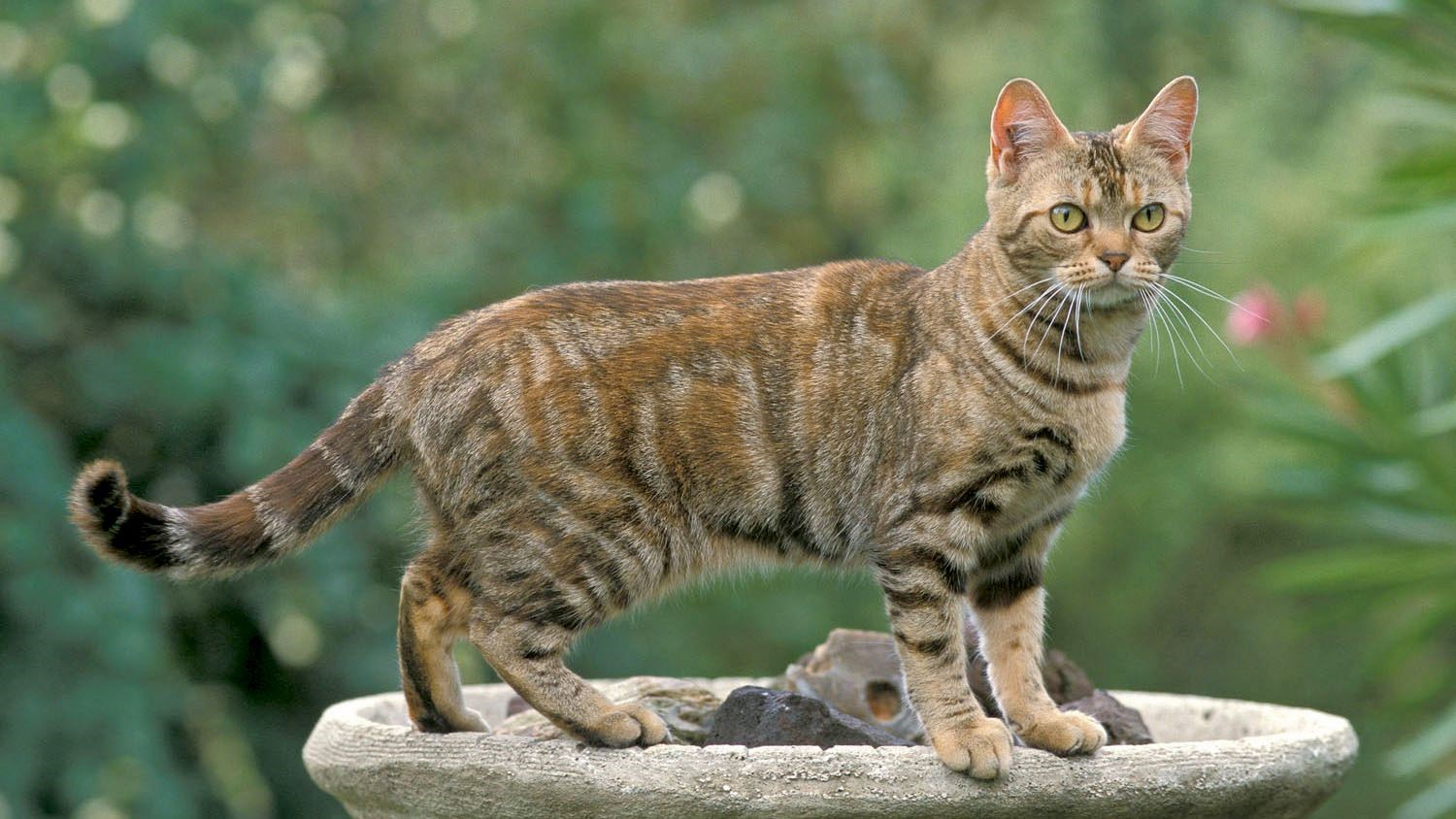 Gato American Shorthair: características e aspectos de saúde