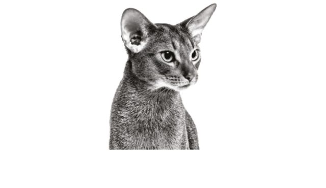 Endocardiose em cães: o que é e como tratar o paciente