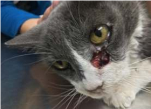 Abscesso dentário em cães e gatos: como o problema influencia na nutrição