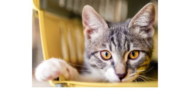 Endocardiose em cães: o que é e como tratar o paciente