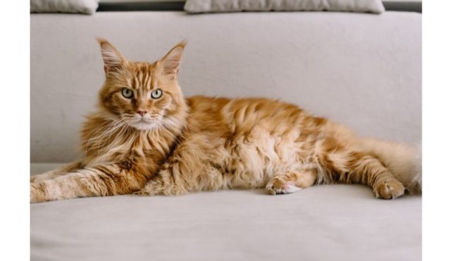 Gato Sphynx: conheça as principais características do felino