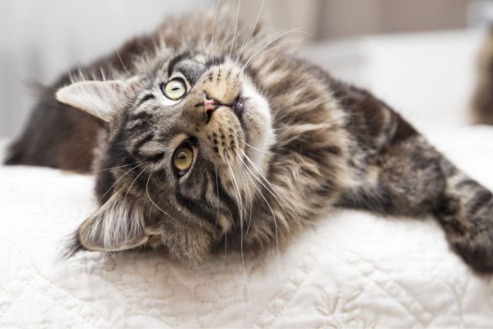 Hematúria em gatos: quais as principais causas da presença de sangue na ...