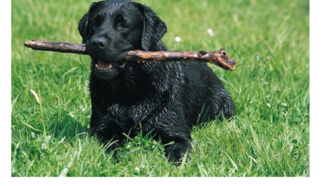 Brichon Frisé: Principais características e aspectos de saúde da raça!
