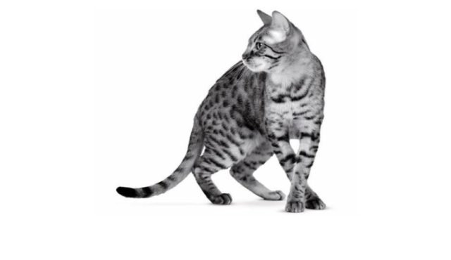 Endocardiose em cães: o que é e como tratar o paciente