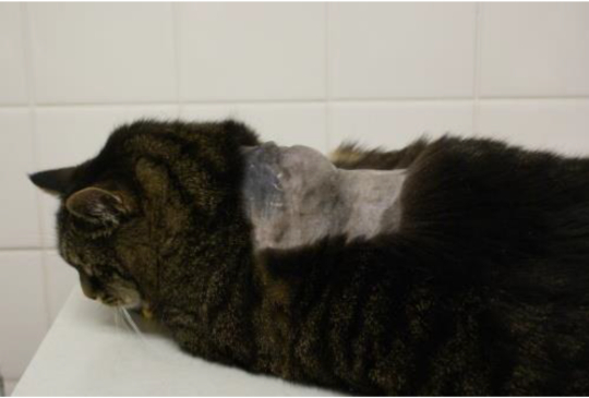 Sarcoma de aplicação em felinos: diagnóstico, tratamento e prevenção