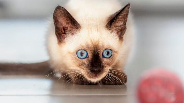 Gato Siamês: conheça tudo sobre a raça!