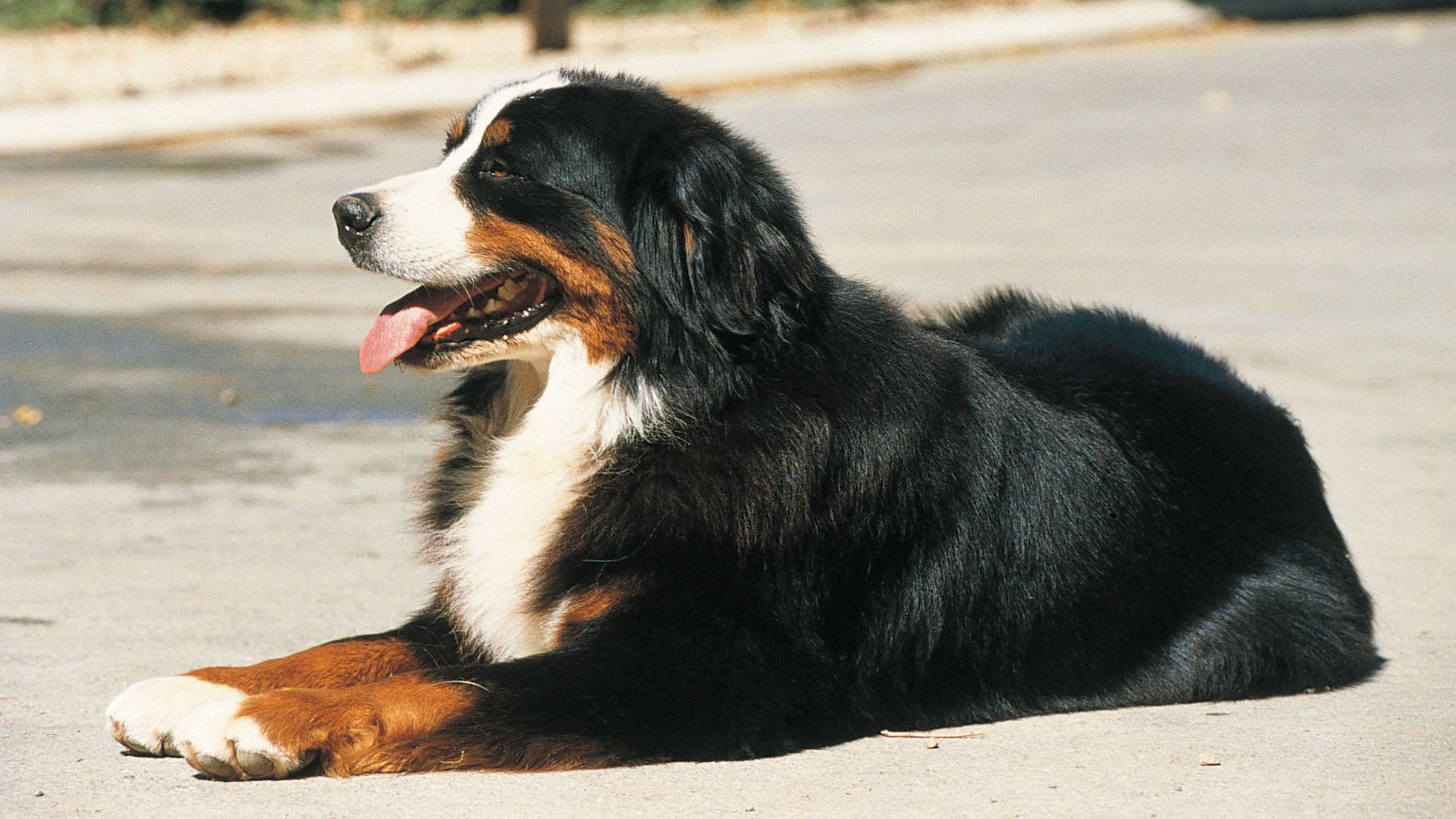 Conheça o Bernese Mountain Dog e suas principais características