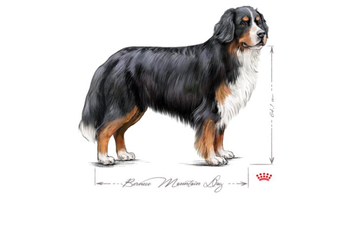 Conheça o Bernese Mountain Dog e suas principais características