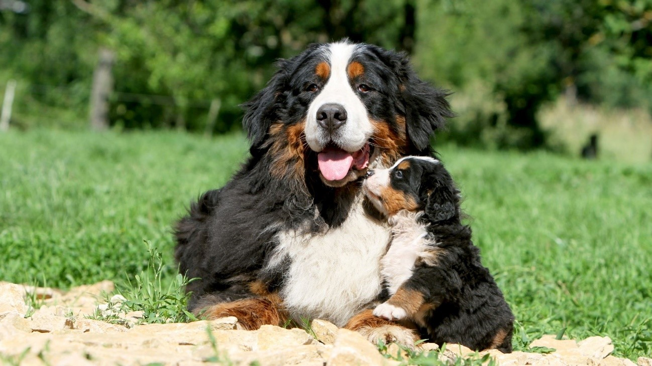 Conheça o Bernese Mountain Dog e suas principais características