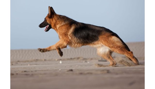 Endocardiose em cães: o que é e como tratar o paciente