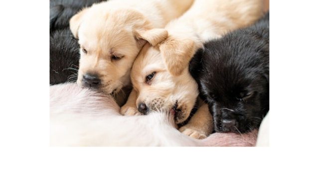 Endocardiose em cães: o que é e como tratar o paciente