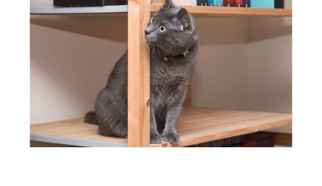 Endocardiose em cães: o que é e como tratar o paciente