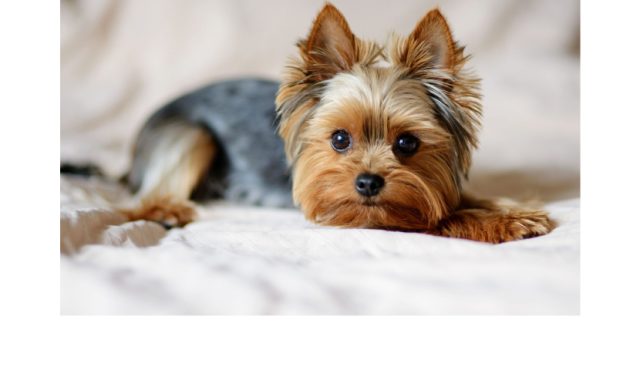 Endocardiose em cães: o que é e como tratar o paciente