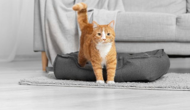 Raça Boxer: conheça as principais características de saúde