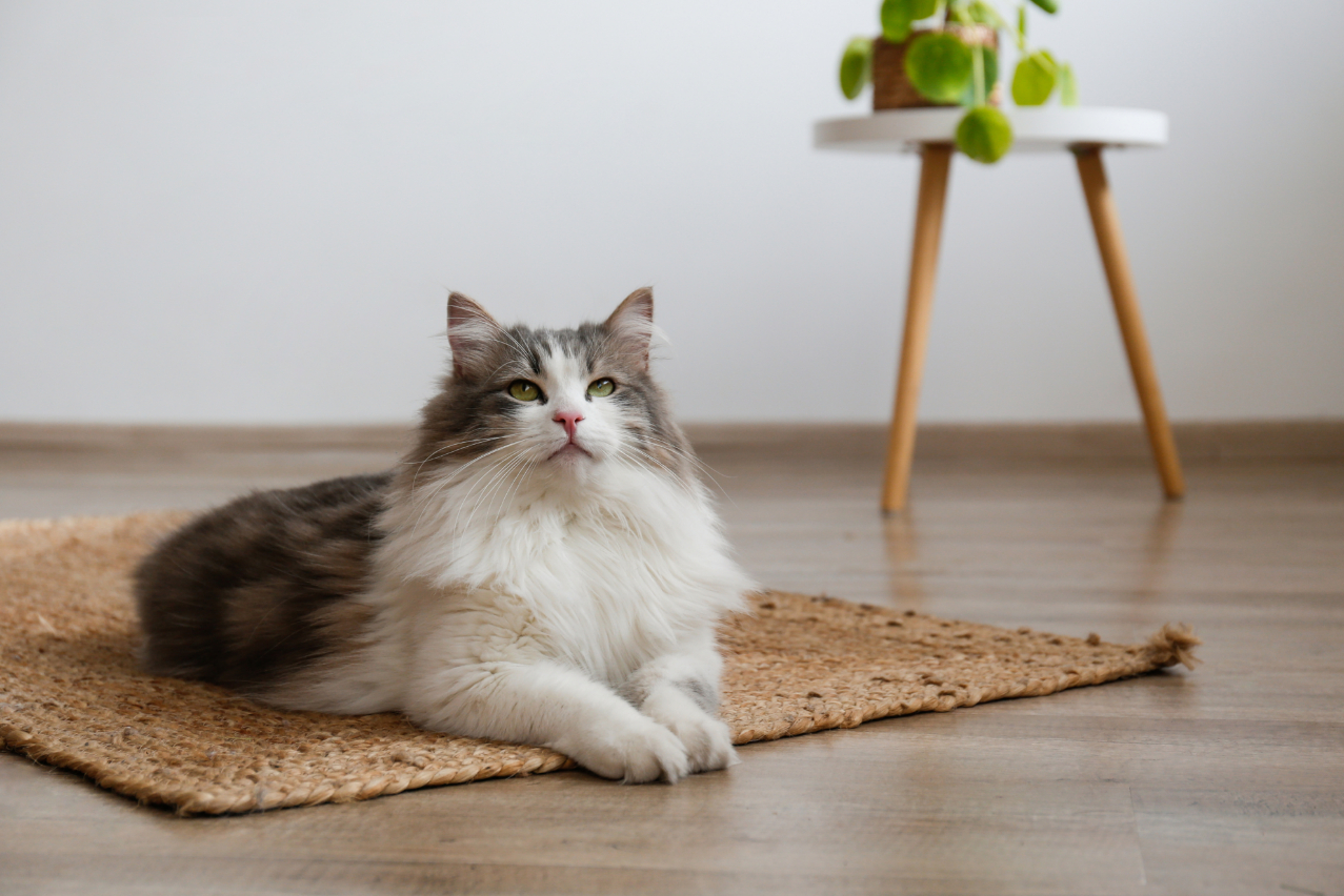 Gato Siberiano: conheça as principais características da raça!