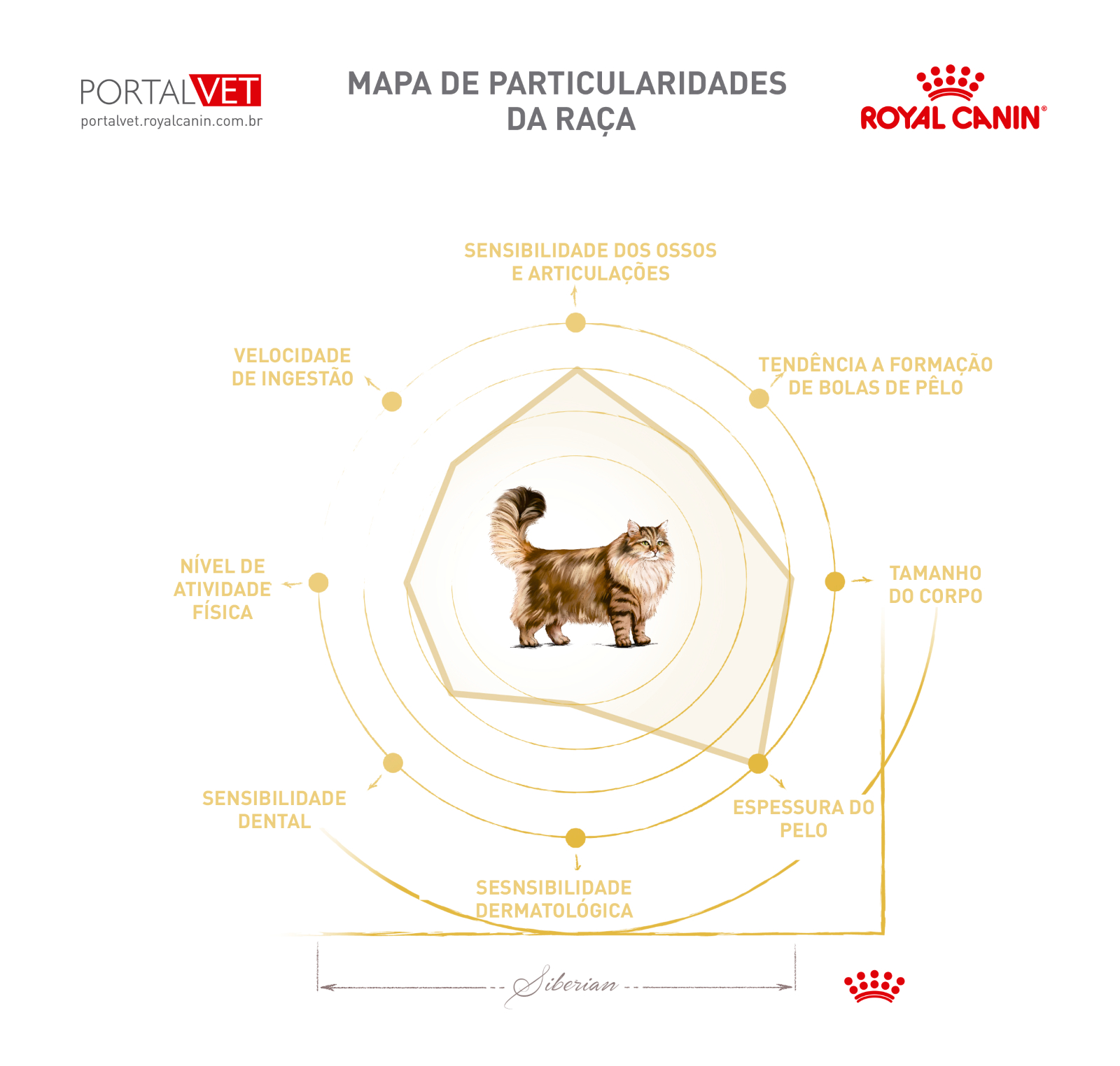Gato Siberiano: conheça as principais características da raça!