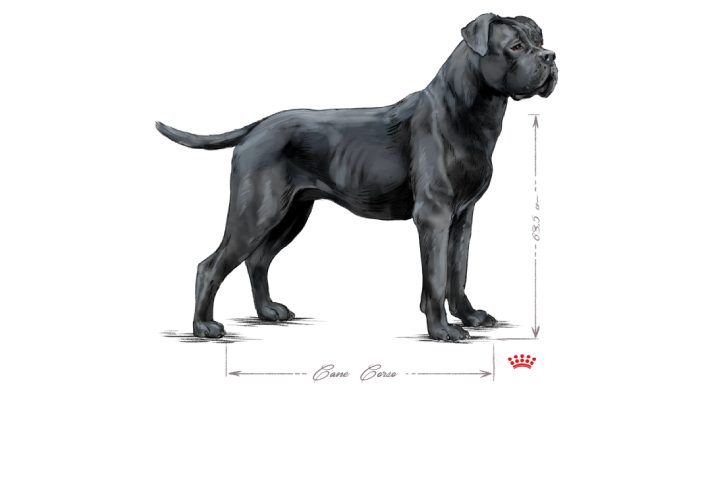 Cane Corso: conheça as principais particularidades da raça!