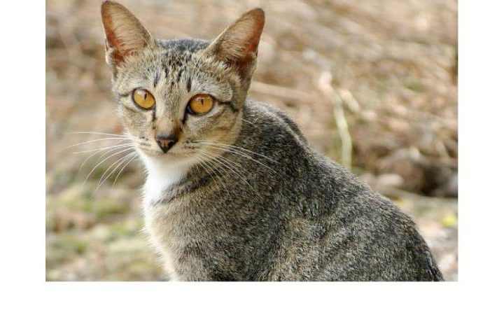 Manejo da Doença Inflamatória Intestinal em Gatos