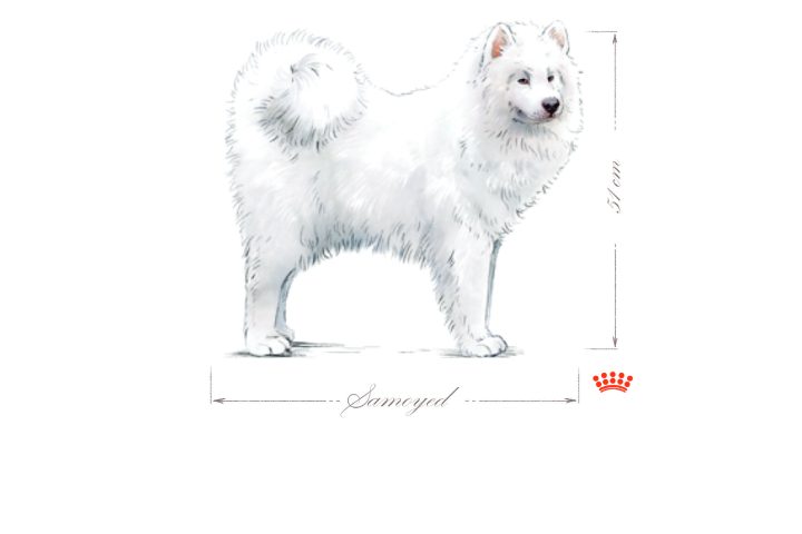Conheça tudo sobre a raça Samoieda!