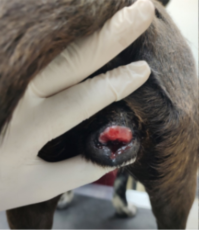 TVT canino - Guia completo sobre o tumor venéreo transmissível