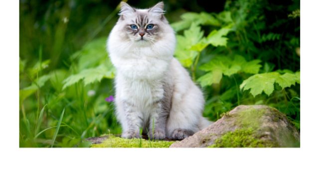 Endocardiose em cães: o que é e como tratar o paciente