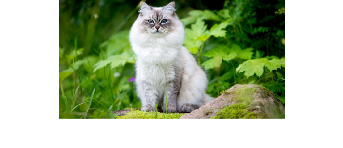 Doença renal crônica em gatos: diagnóstico, estadiamento e manejo