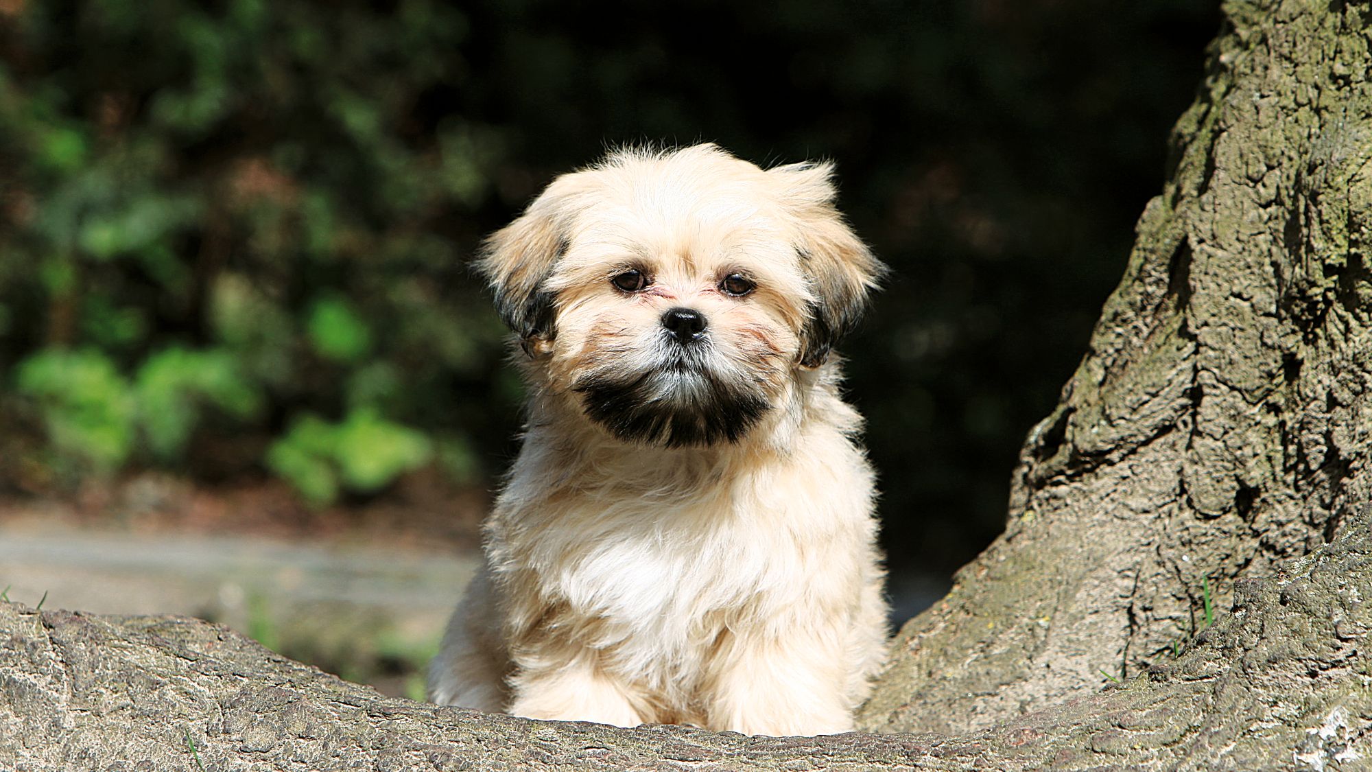 Lhasa Apso: Conheça as principais característica da raça