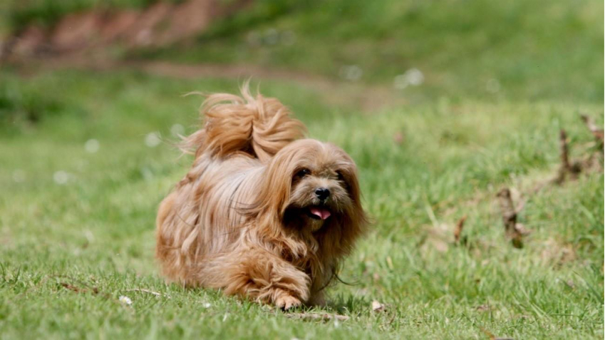 Lhasa Apso: Conheça as principais característica da raça
