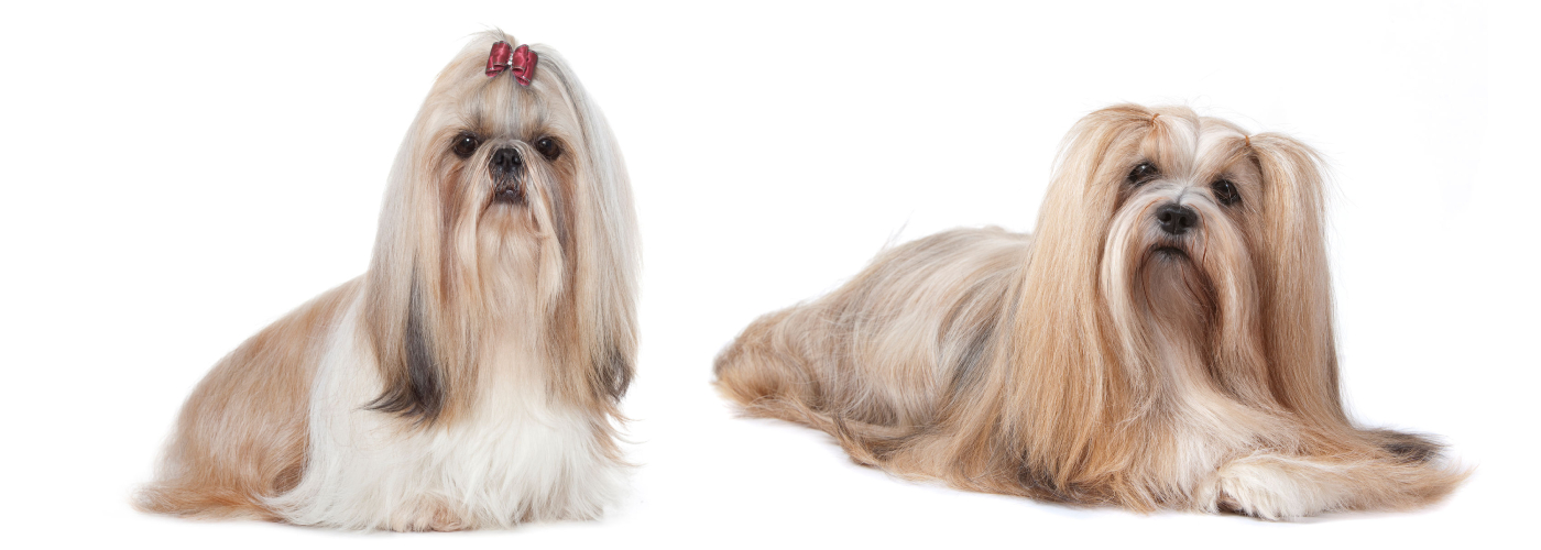 Lhasa Apso: Conheça as principais característica da raça