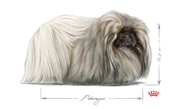 Lhasa Apso: Conheça as principais característica da raça